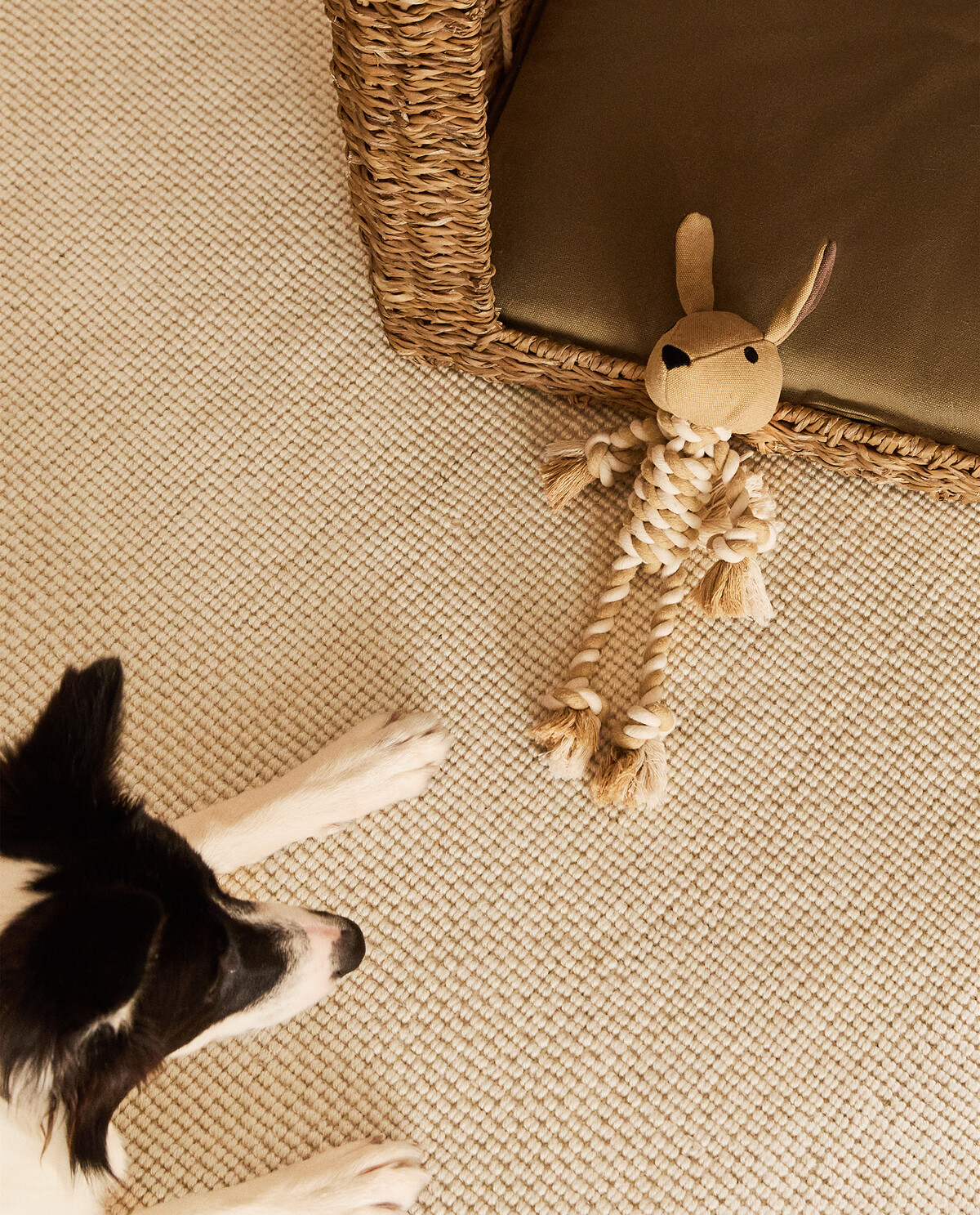 Pet collection | Zara Home | New Collection