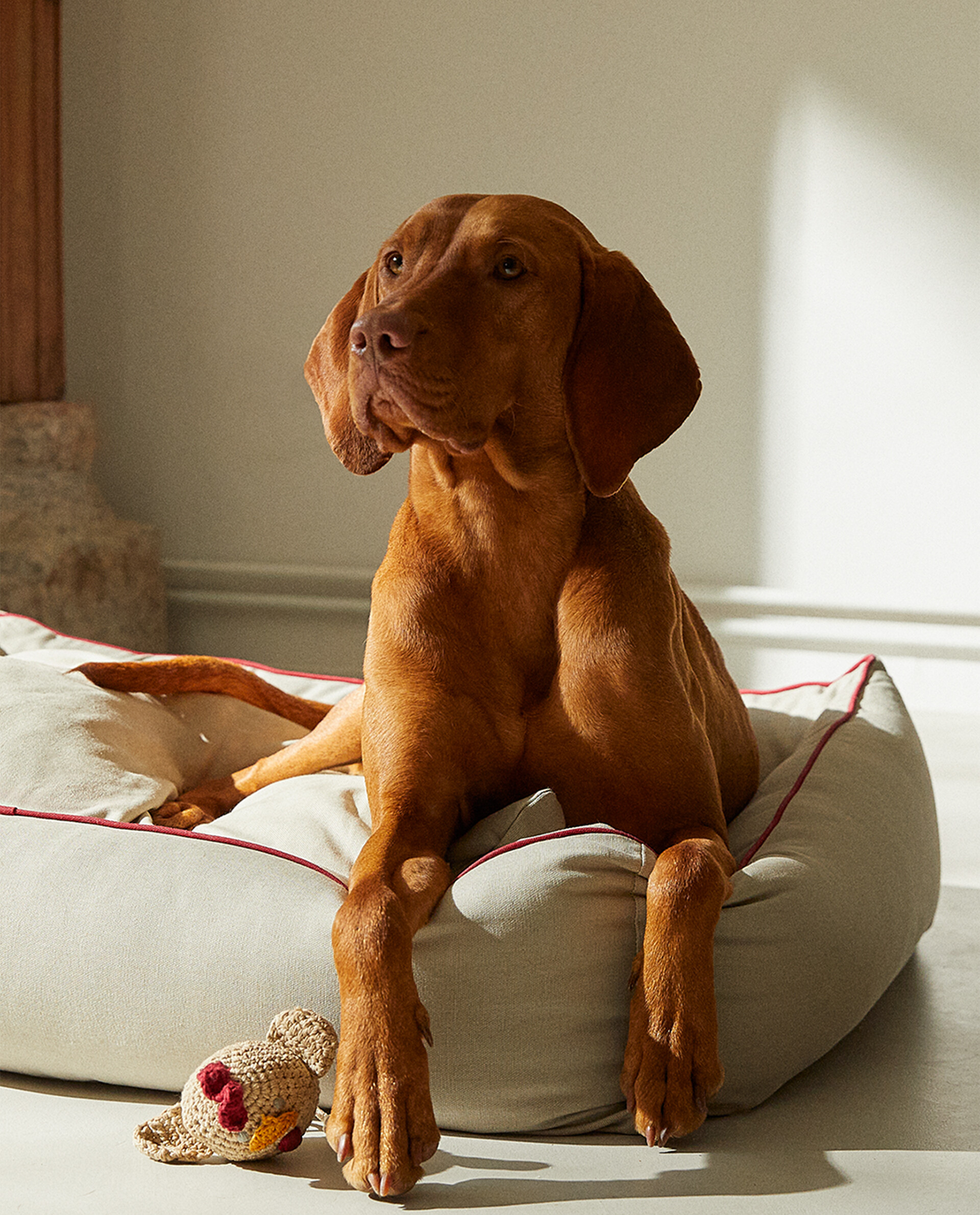 PET CUSHION BED WITH CONTRAST BORDER | Zara Home UAE - ABU DHABI/AL AIN ...