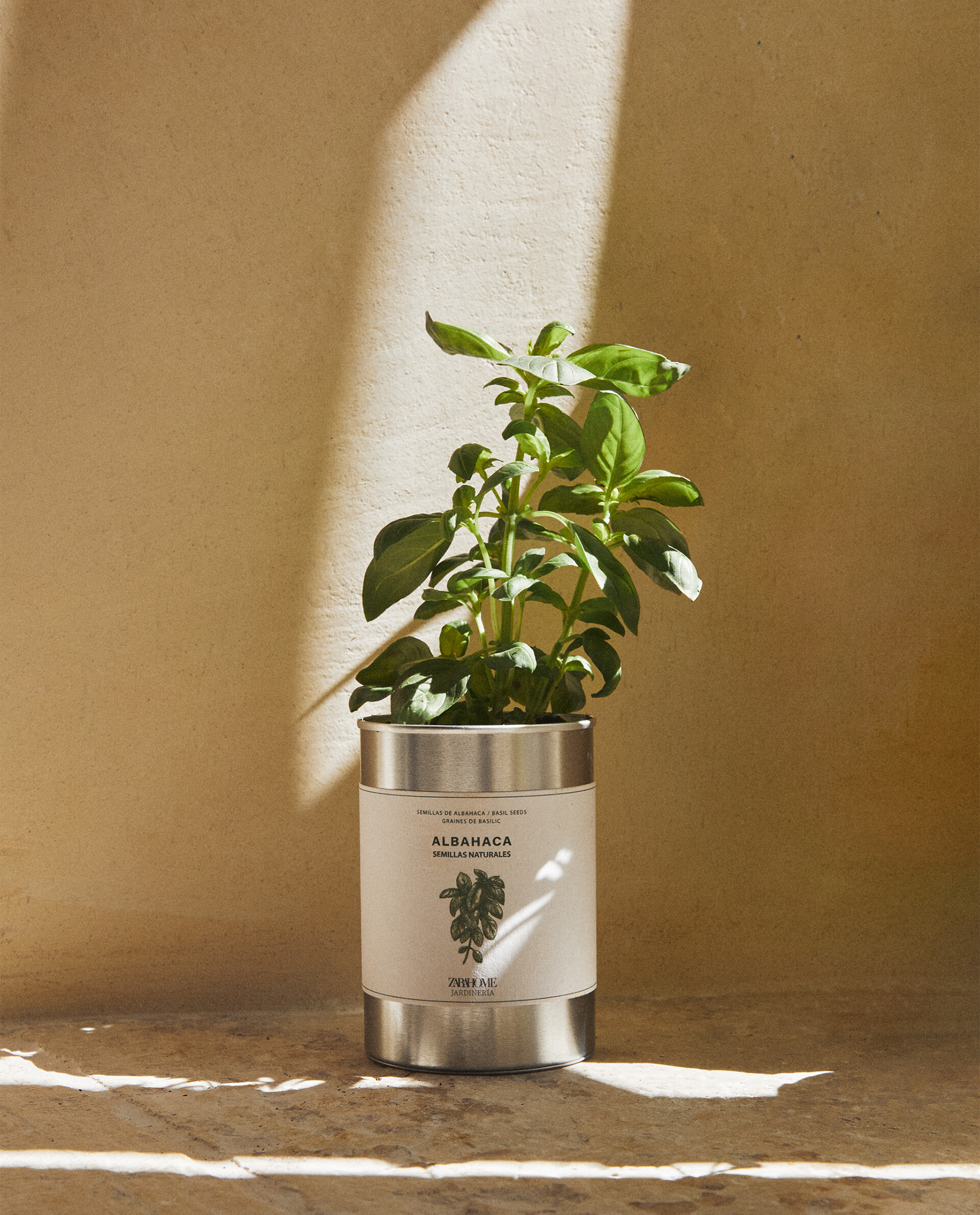 KIT BOÎTE DE CONSERVE GRAINES PLANTES AROMATIQUES BASILIC JARDIN | Zara ...